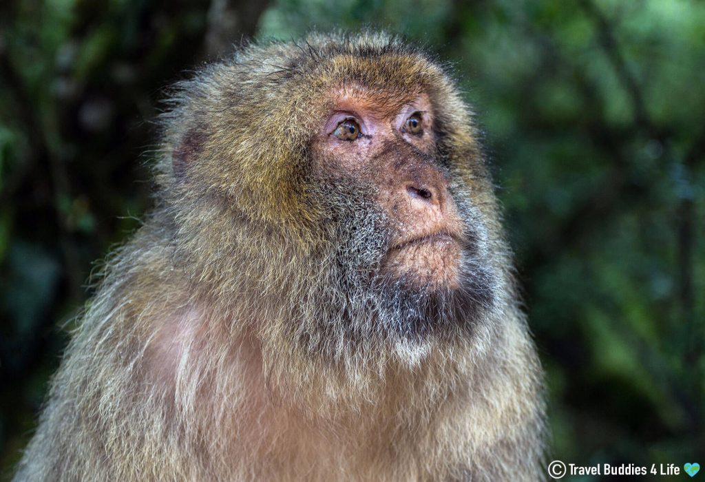 Monkeying around with Barbary Macaques