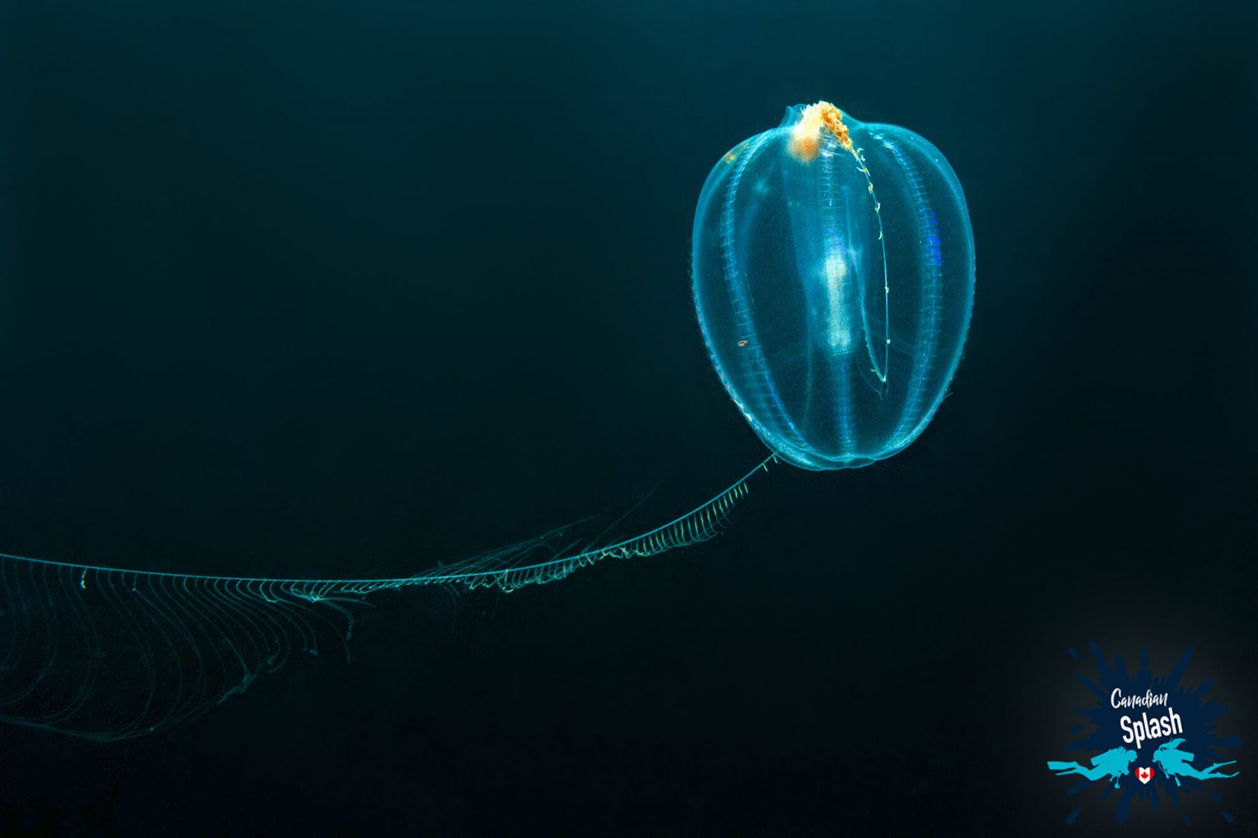 The Underwater World of Canada in Photographs