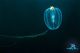 The Underwater World of Canada in Photographs