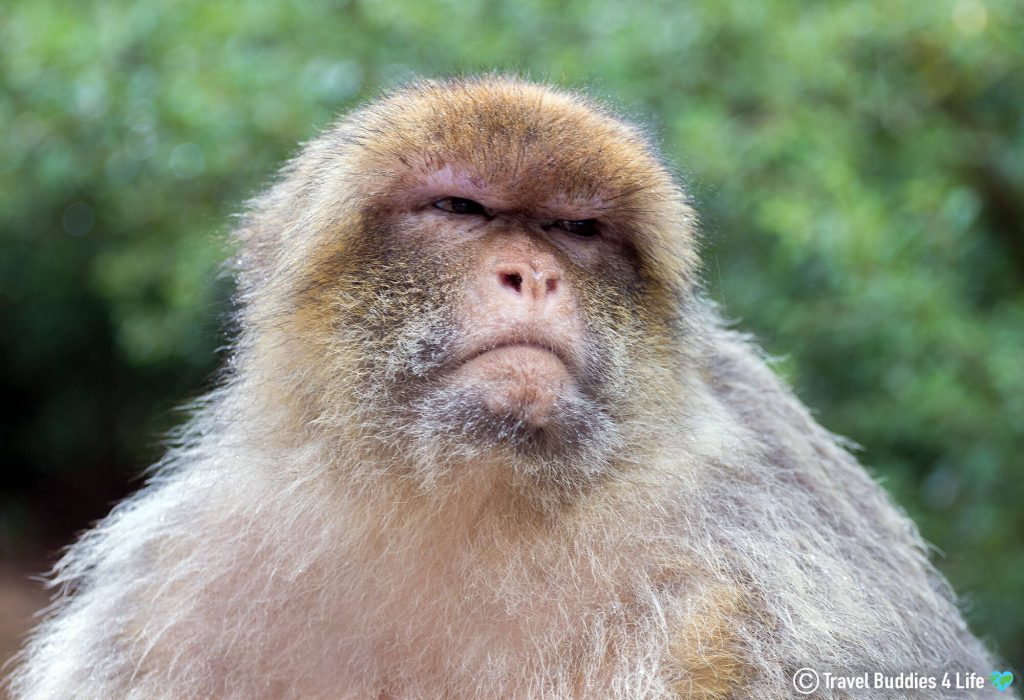 Monkeying around with Barbary Macaques