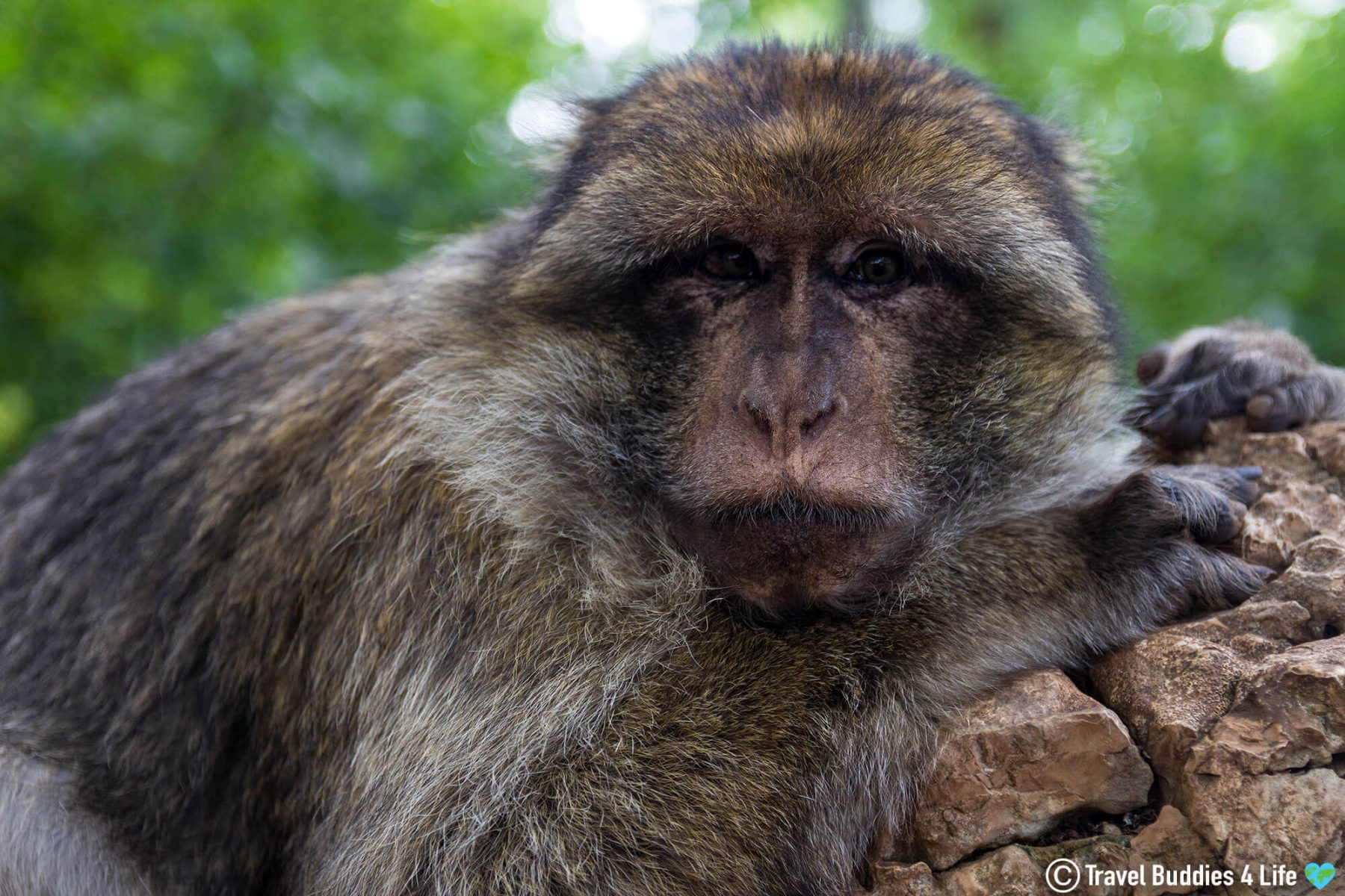 Monkeying around with Barbary Macaques