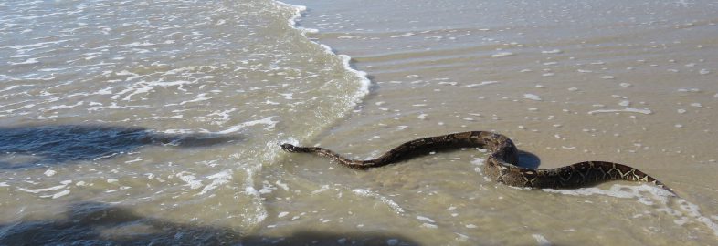 Snakes found in Costa Rica | Travel Buddies for Life